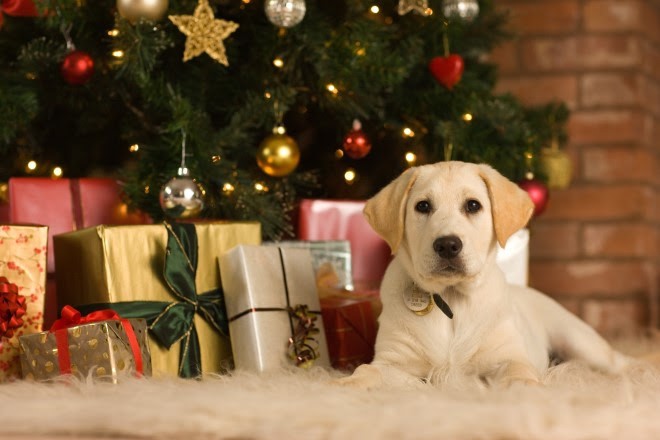 Join the Great Guide Dogs Christmas Party! – Ciren Scene